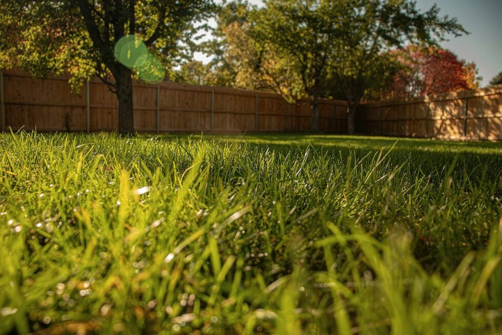 What's the Best Grass for Texas Heat? The 5 Best Types…