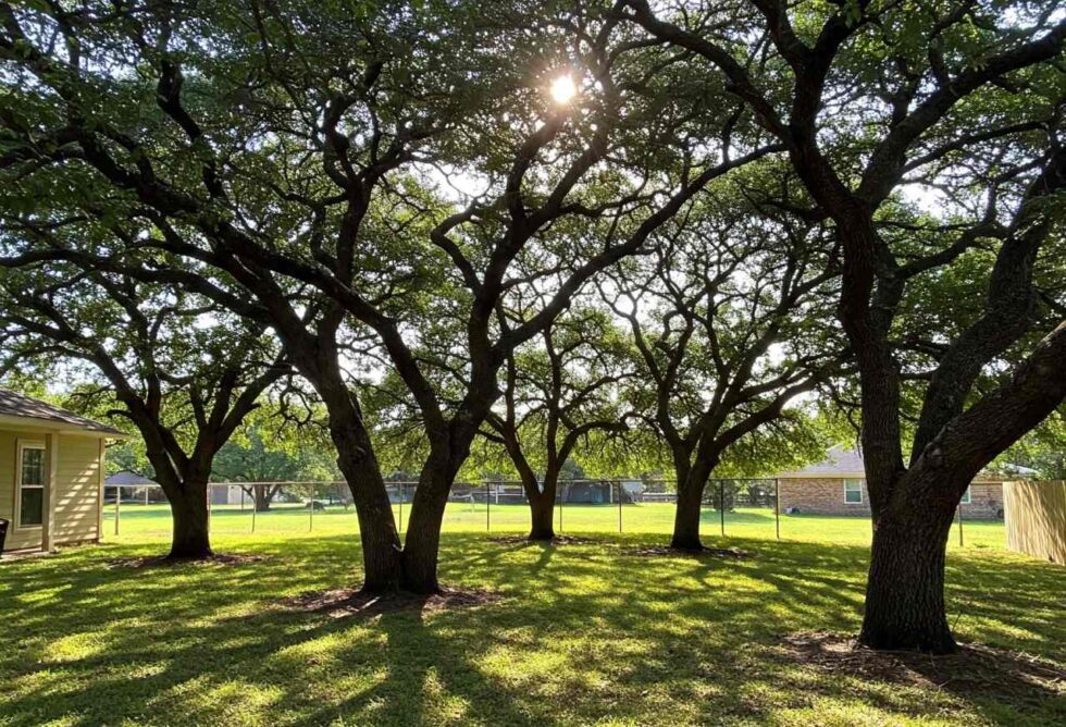 15 Low Maintenance Texas Landscape Ideas